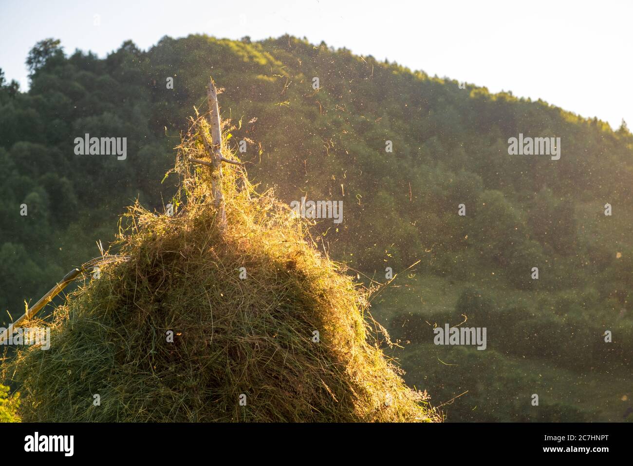 Making hay stack. Rural Scene , Transilvania Romania Stock Photo - Alamy