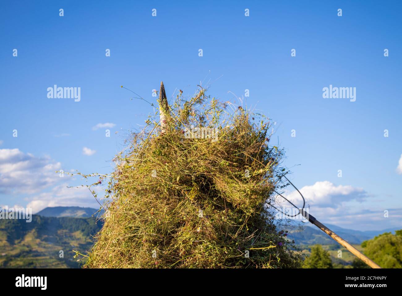 Making hay stack. Rural Scene , Transilvania Romania Stock Photo - Alamy