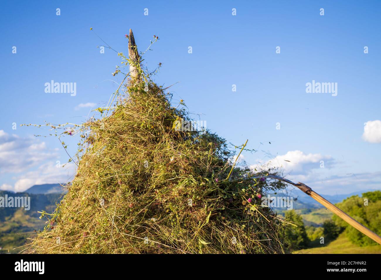 Making hay stack. Rural Scene , Transilvania Romania Stock Photo - Alamy