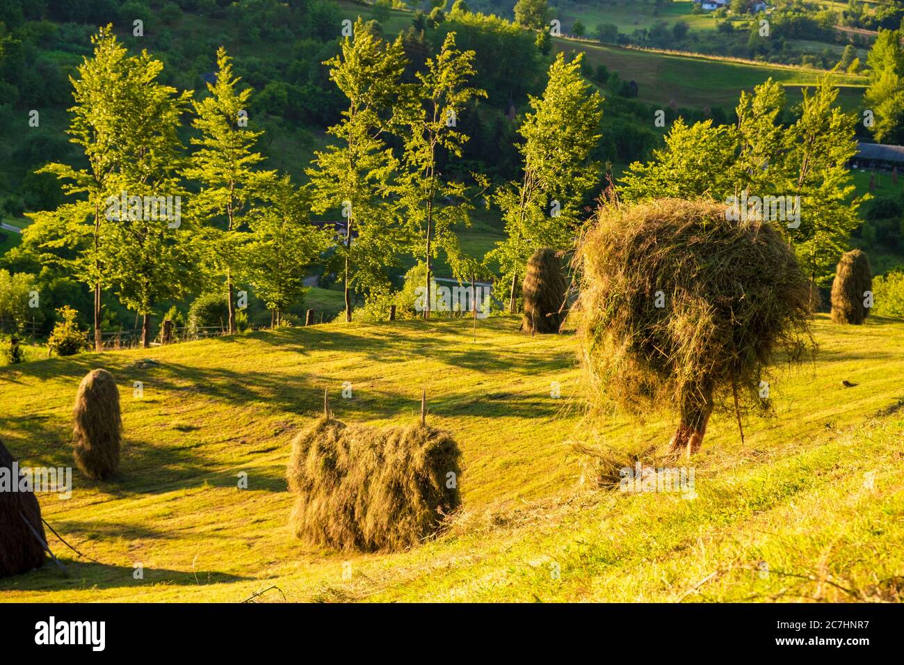 Making hay stack. Rural Scene , Transilvania Romania Stock Photo - Alamy