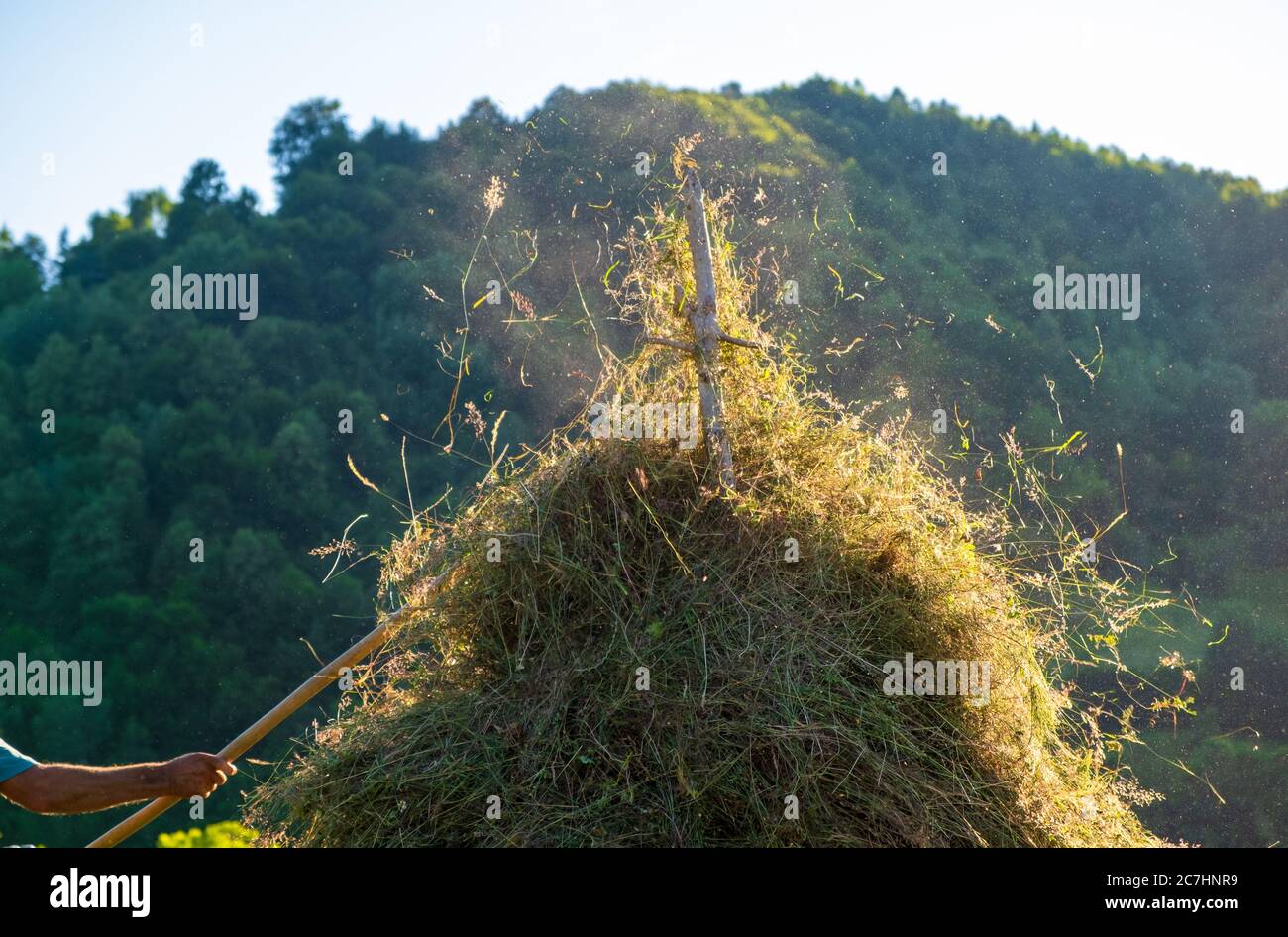 Making hay stack. Rural Scene , Transilvania Romania Stock Photo - Alamy