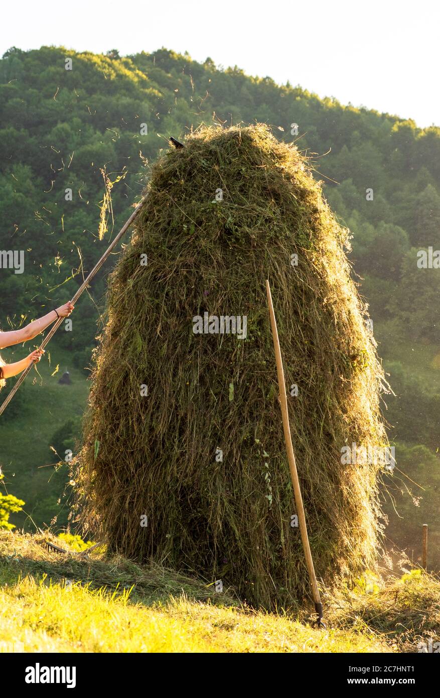 Making hay stack. Rural Scene , Transilvania Romania Stock Photo - Alamy