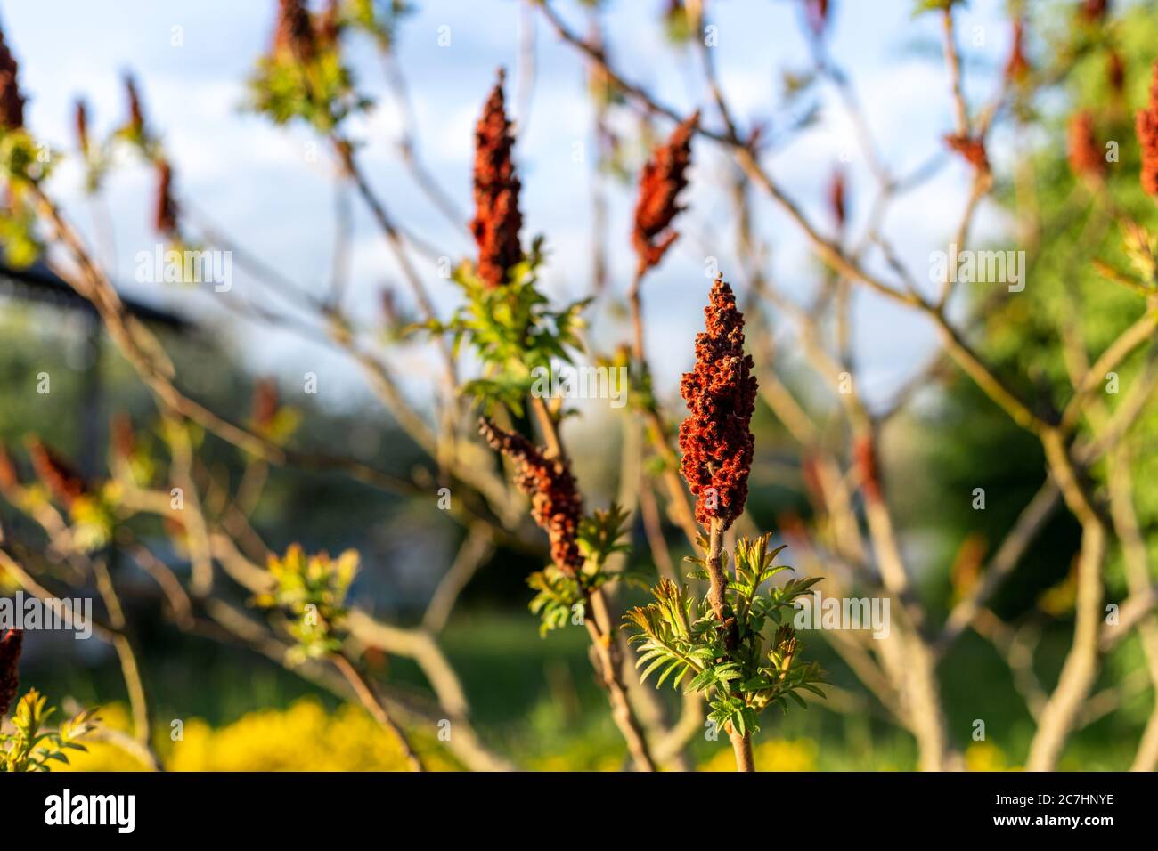 Tree with burgundy flowers in the shape of a candle Stock Photo - Alamy
