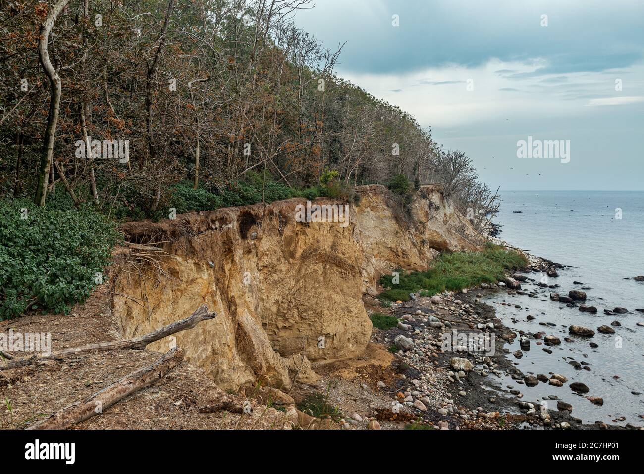Cliff, reef, steep bank, forest, dead wood, jungle, deciduous forest ...