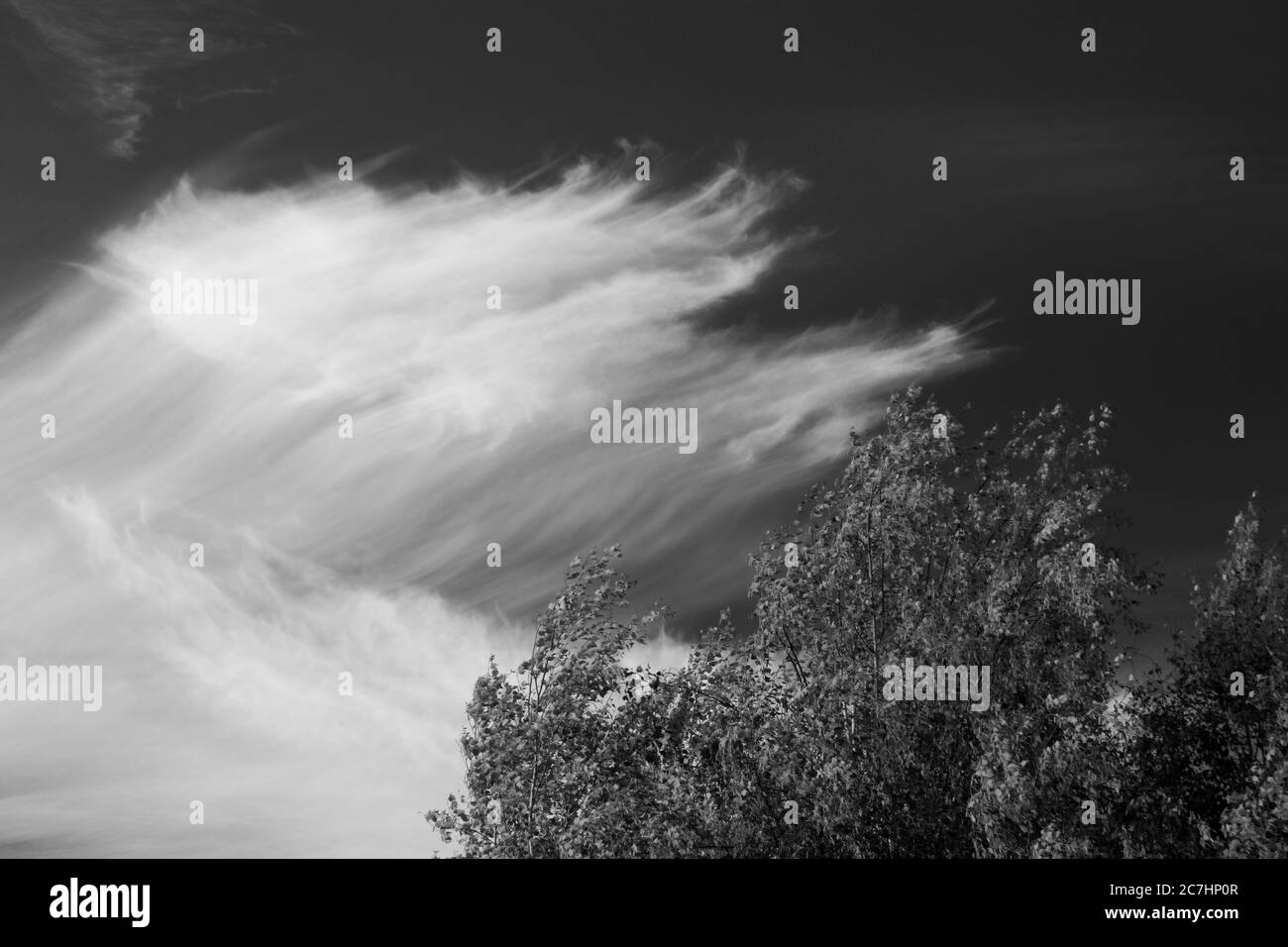 Cirrus Clouds on a Fine Summer Evening above Silver Birch Trees (Betula ...