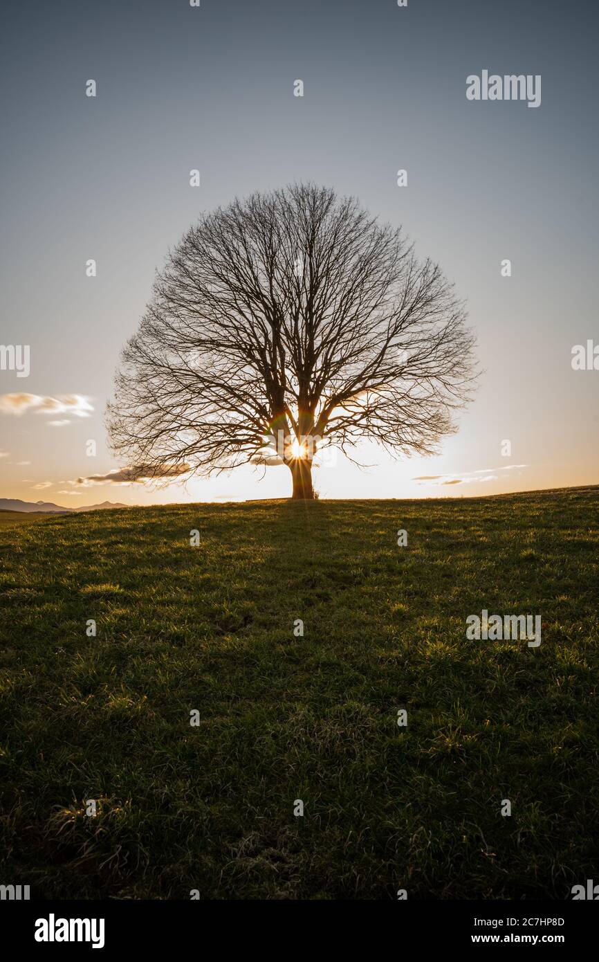 Atmospheric sunset behind trees hi-res stock photography and images - Alamy