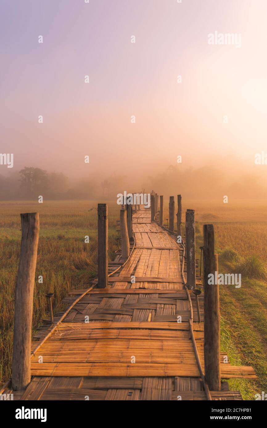 Bamboo walkway hi-res stock photography and images - Alamy