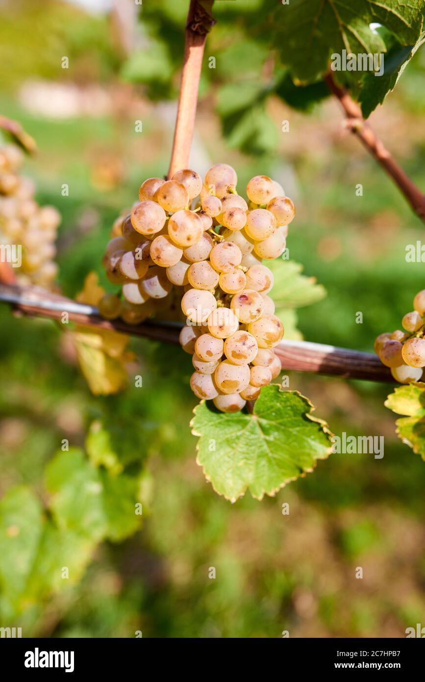 Riesling grape hi-res stock photography and images - Alamy