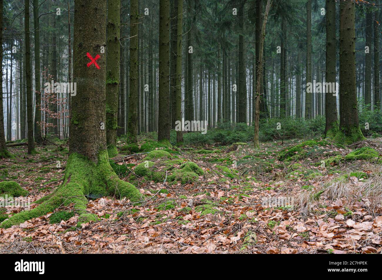 Red target on a single tree in the forest Stock Photo - Alamy