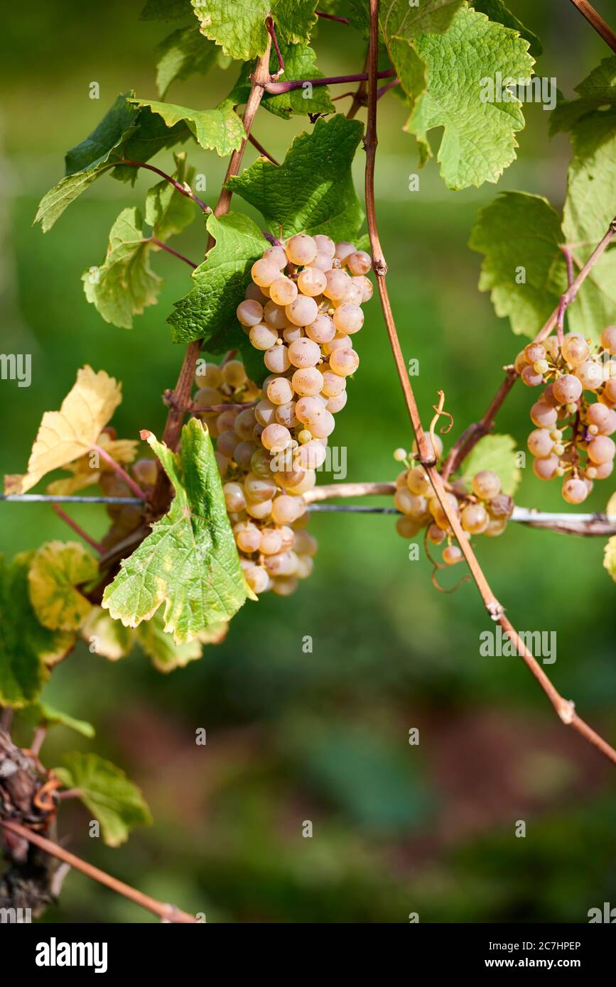 Bunch grape single hi-res stock photography and images - Alamy