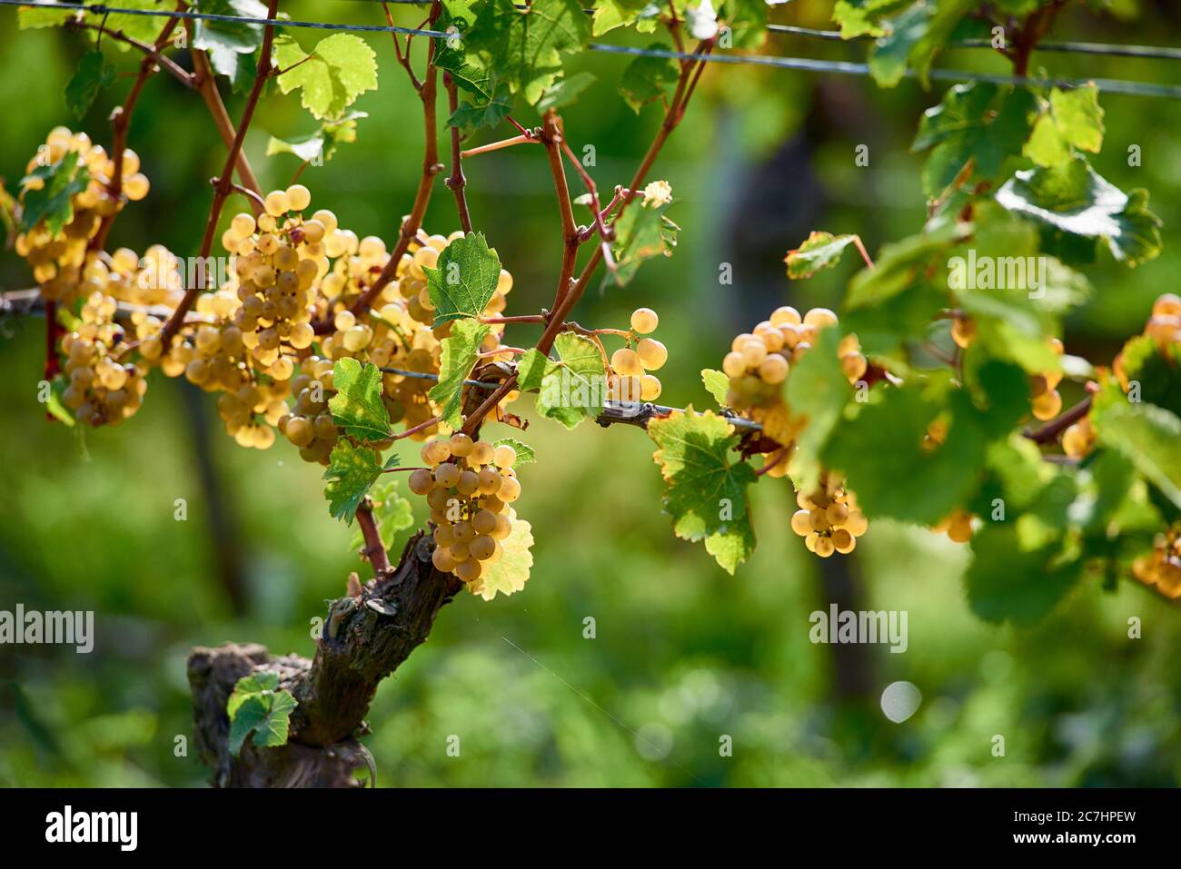Grapes golden light hi-res stock photography and images - Alamy