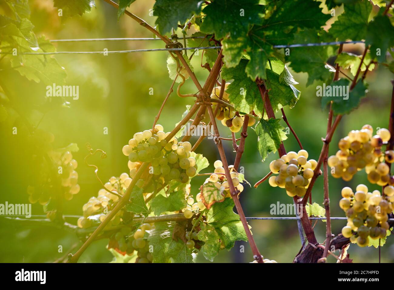 Ripe Riesling grapes on the vine in the back light Stock Photo - Alamy