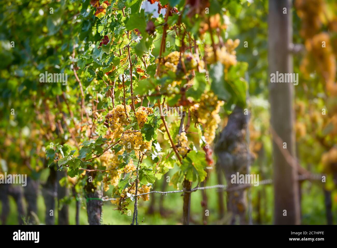 Vine row with ripe Riesling grapes Stock Photo - Alamy
