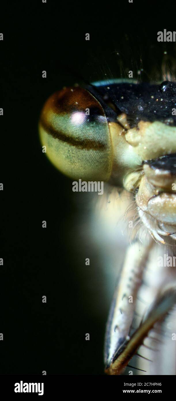 Vertical microphotography of an insect in front of a black background ...