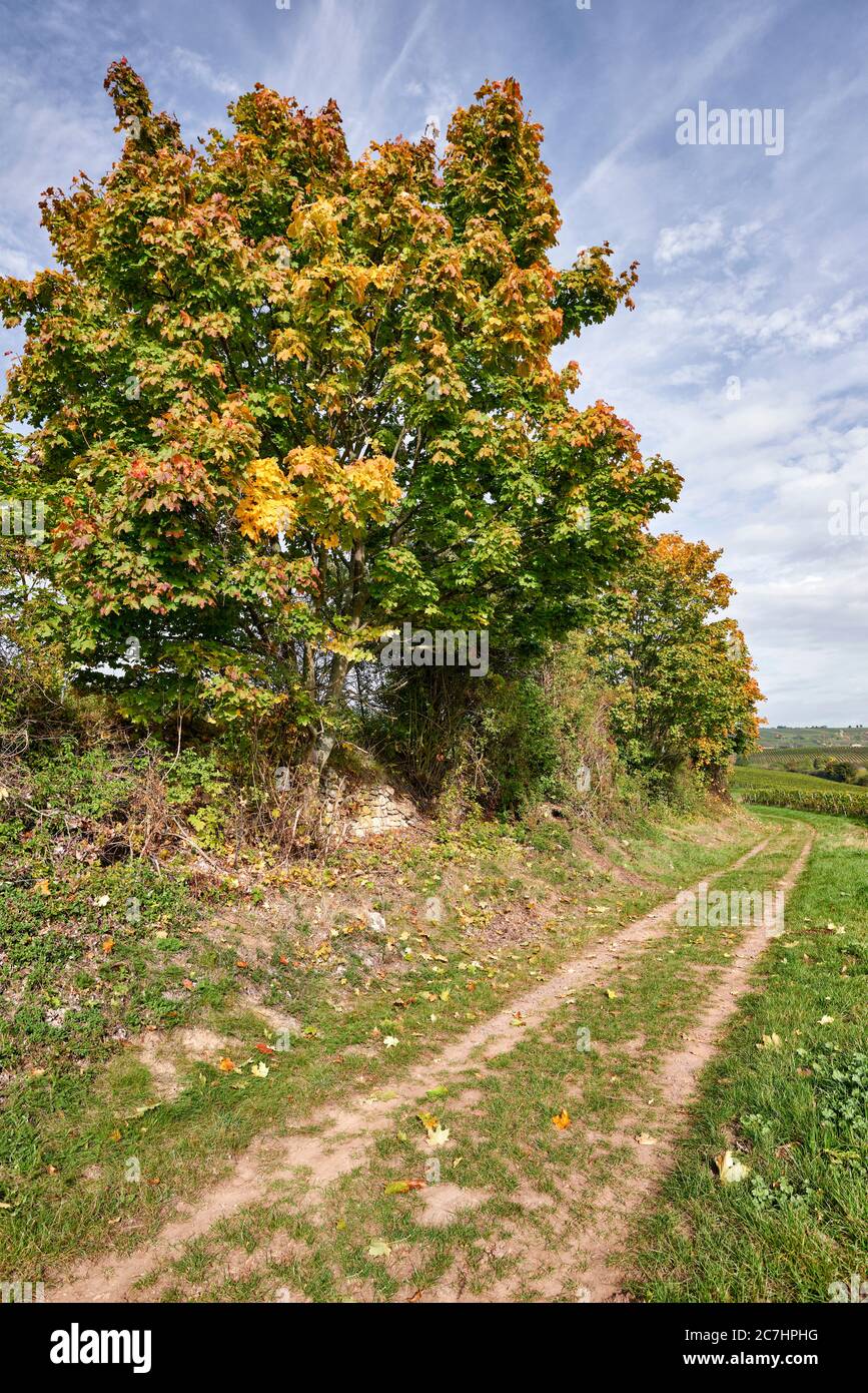 Vineyard and lane hi-res stock photography and images - Alamy
