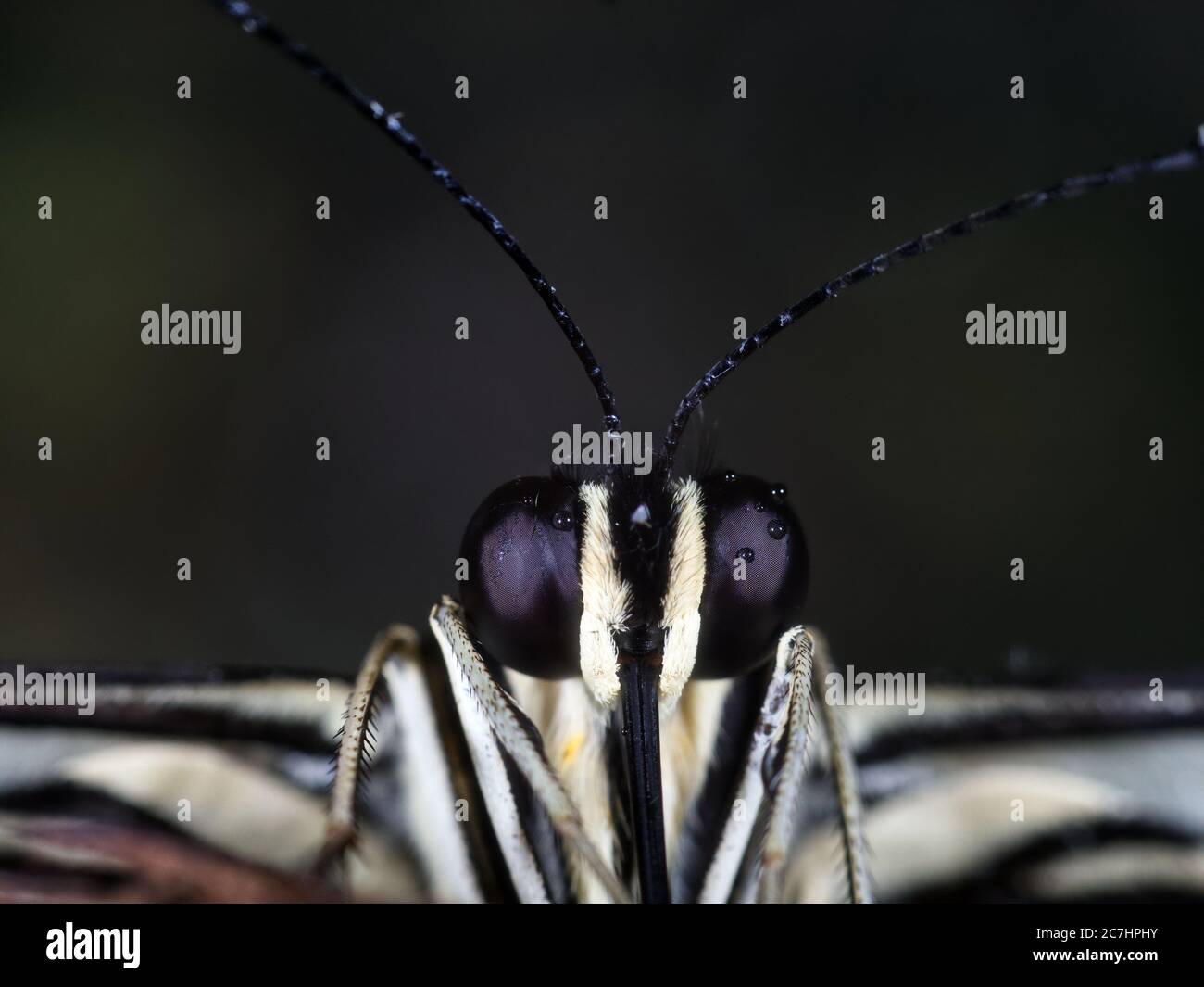 Microphotography of a black and white insect Stock Photo - Alamy