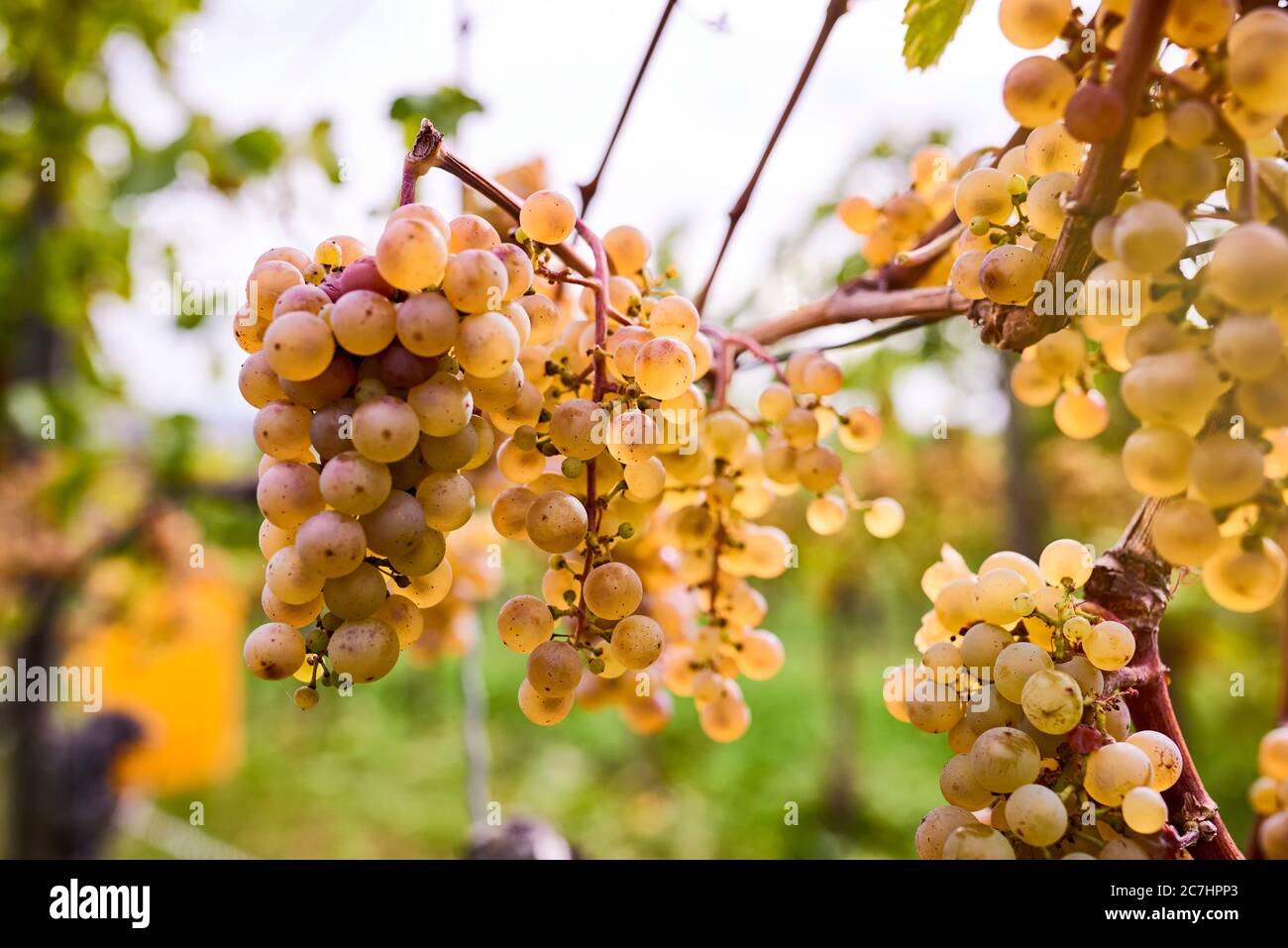 Fully ripe hi-res stock photography and images - Alamy