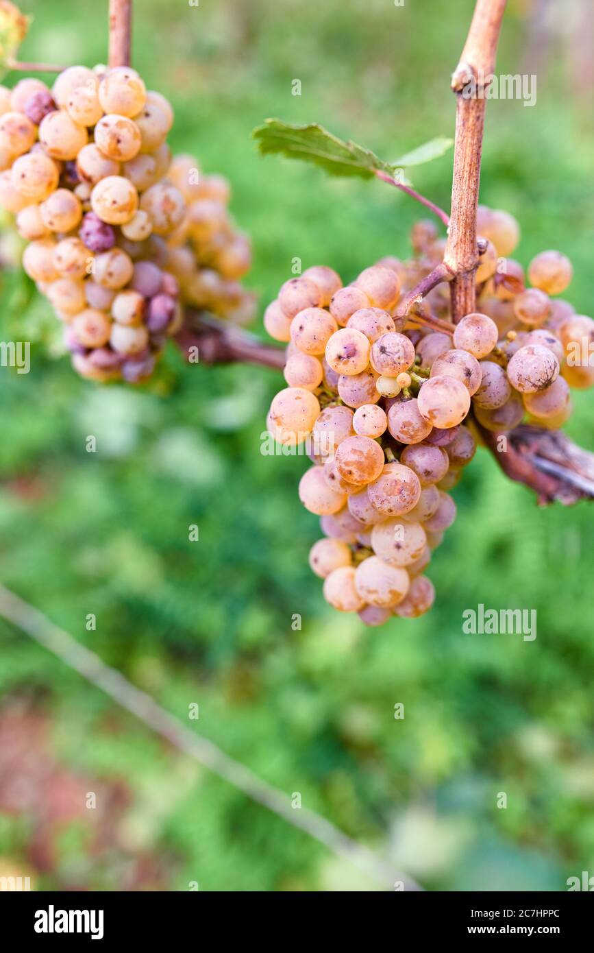 Fully ripe hi-res stock photography and images - Alamy