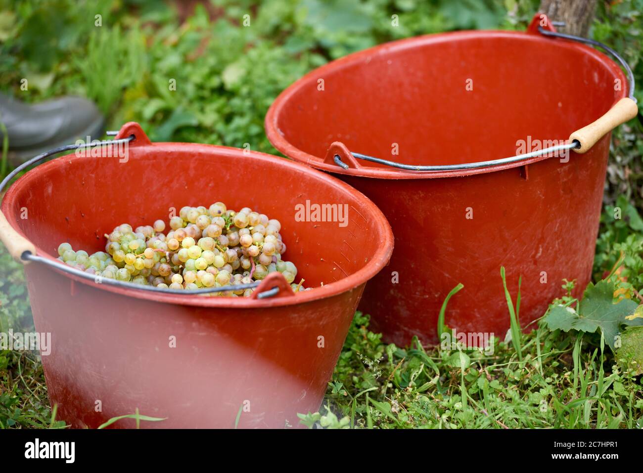 Grape harvest, two reading buckets, half filled with Riesling Stock ...