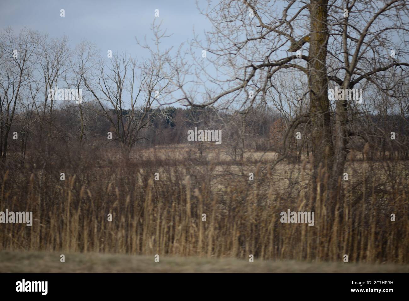 Field full of trees with no leaves and dry grass during autumn Stock ...