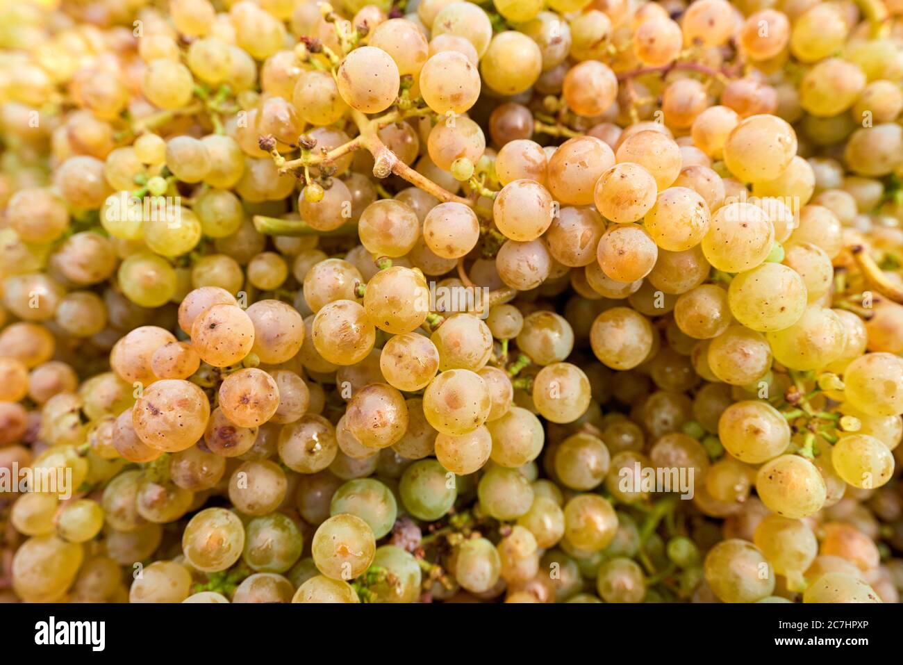 harvested ripe Riesling grapes Stock Photo - Alamy