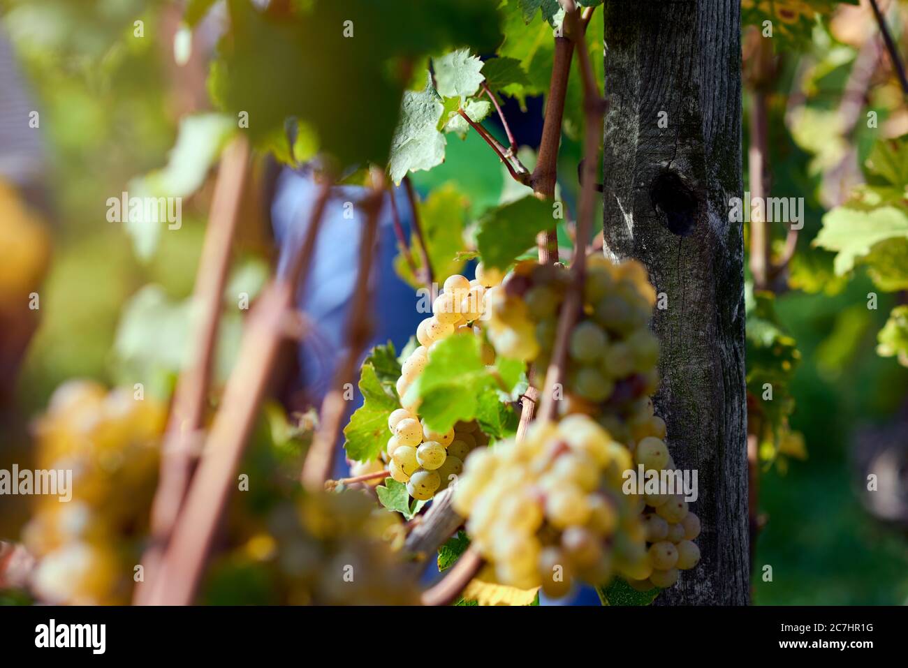 Biodynamic grapes hi-res stock photography and images - Alamy