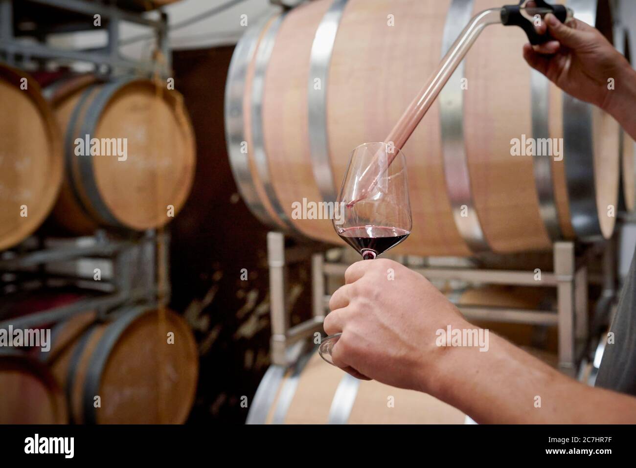 Cellar master in the barrique cellar, fills red wine with a jack in a ...