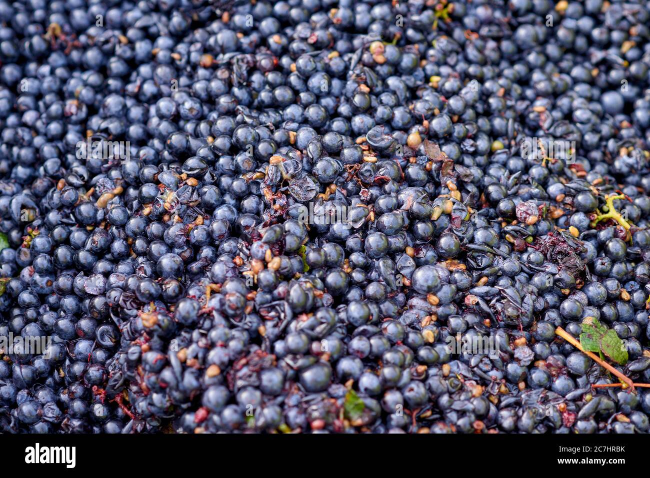 Harvesting, further processing of the grapes, Pinot Noir grapes in the ...