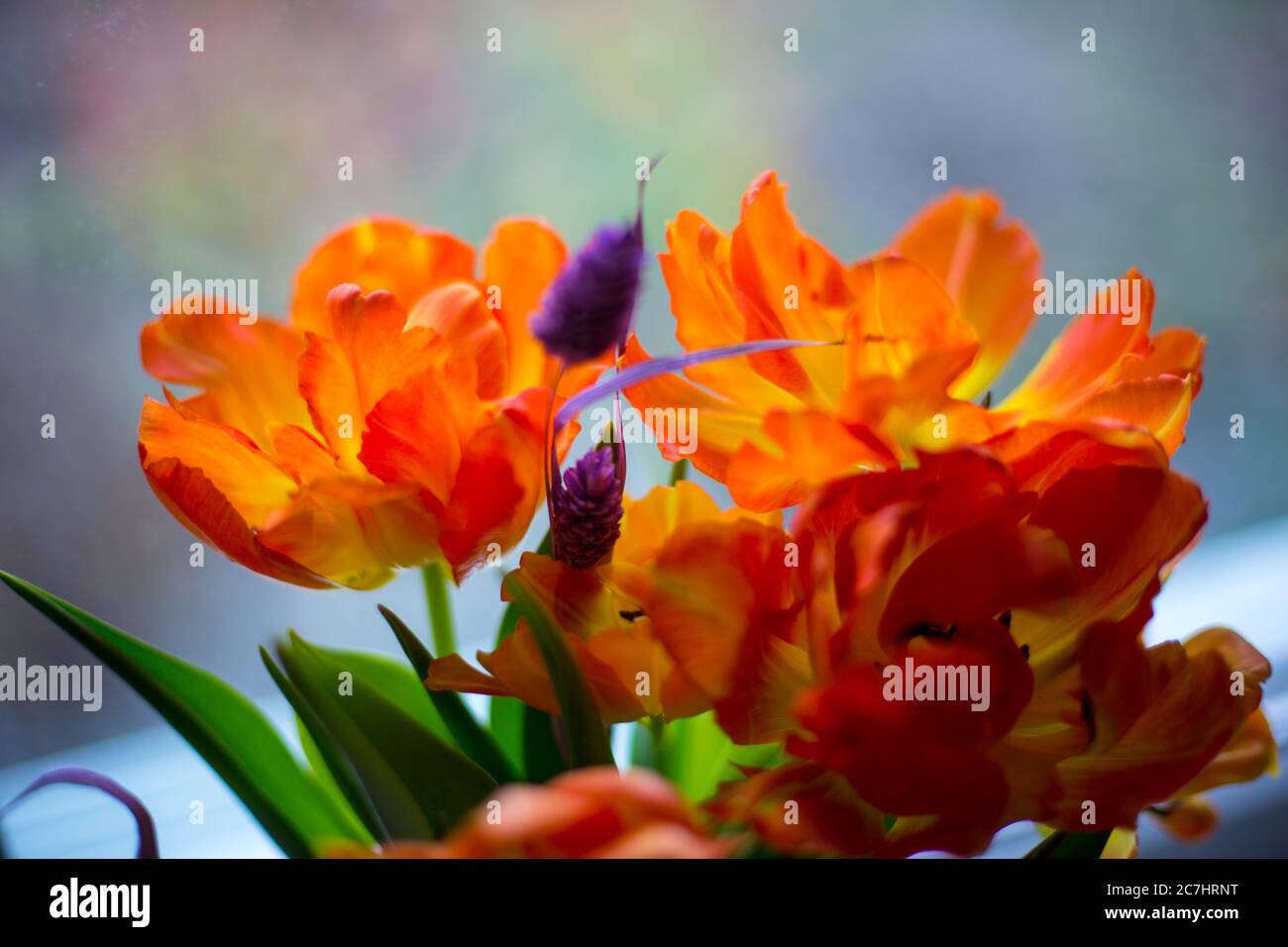 Different flowers macro, background, wallpaper Stock Photo - Alamy