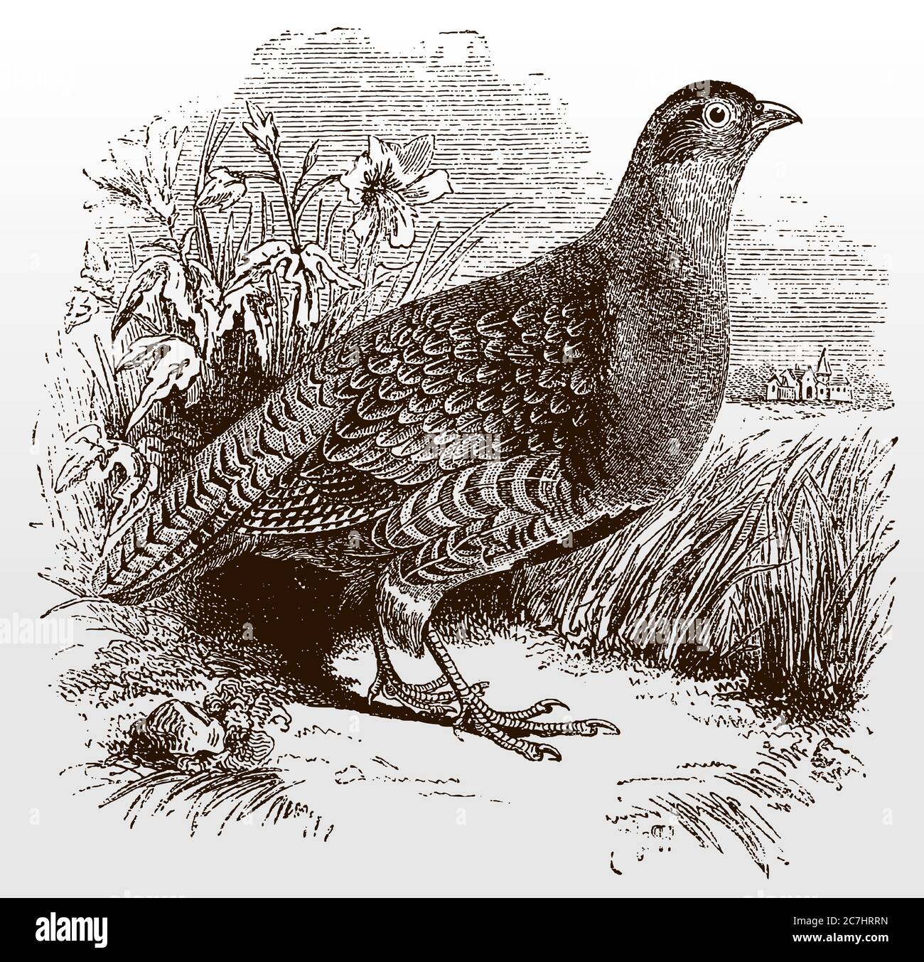 English partridge 19th century Stock Vector Images - Alamy