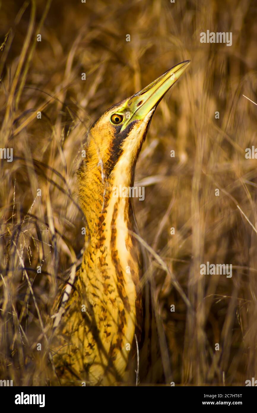 Nature and bird. Bird: Eurasian Bittern. Botaurus stellaris. nature ...