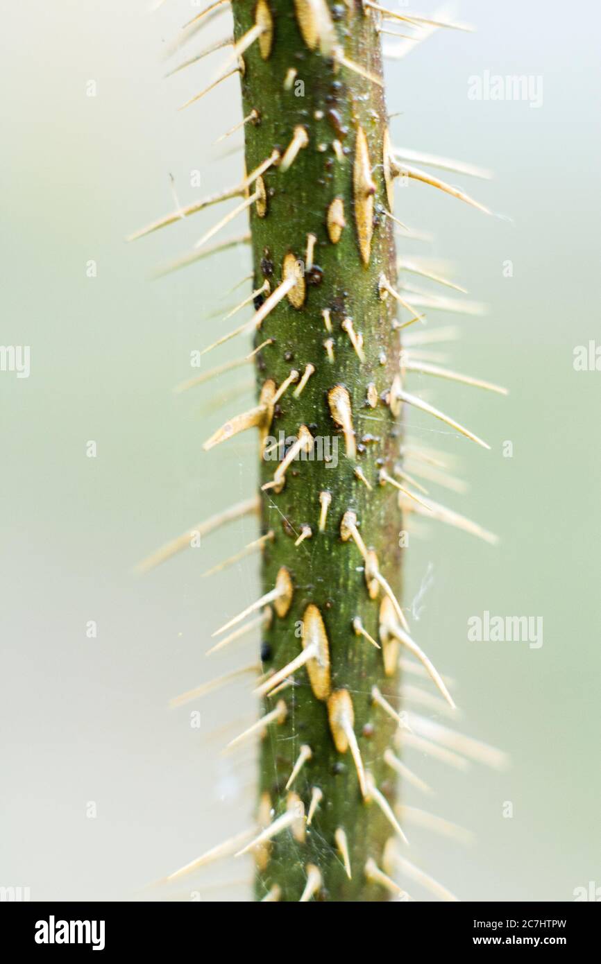 Tree stem sharp needles hi-res stock photography and images - Alamy