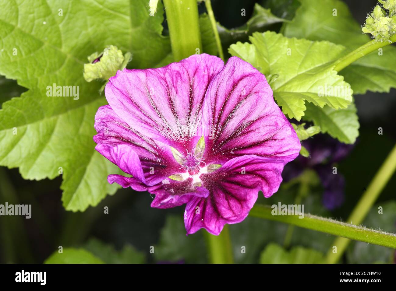 Malven hi-res stock photography and images - Alamy
