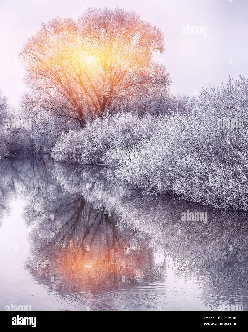 Winter forest on the river at sunset. Panoramic landscape with snowy ...