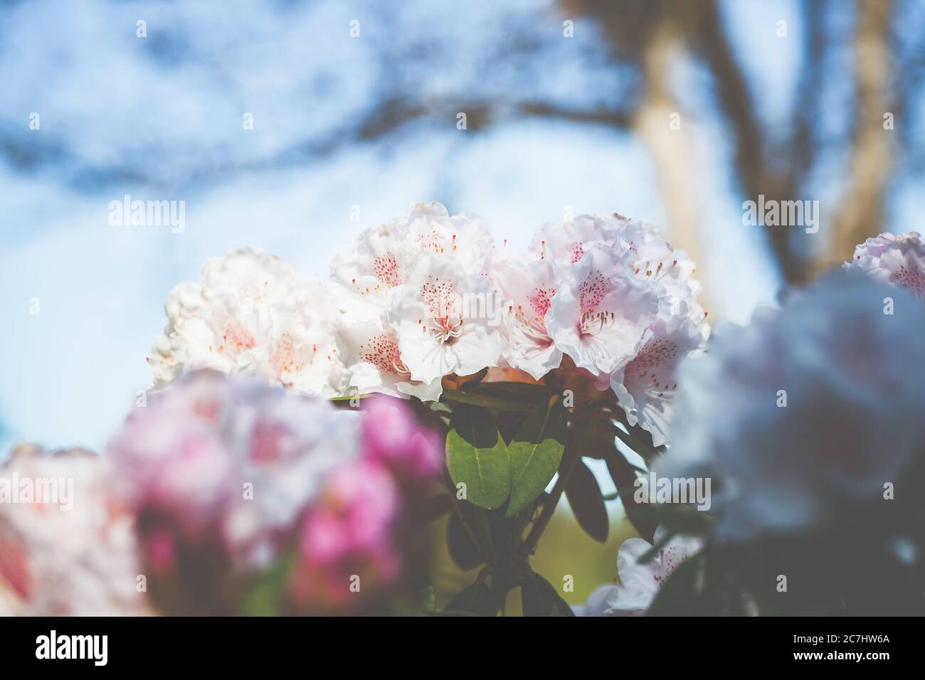 Rhododendron, giant flowers in all their glory Stock Photo - Alamy