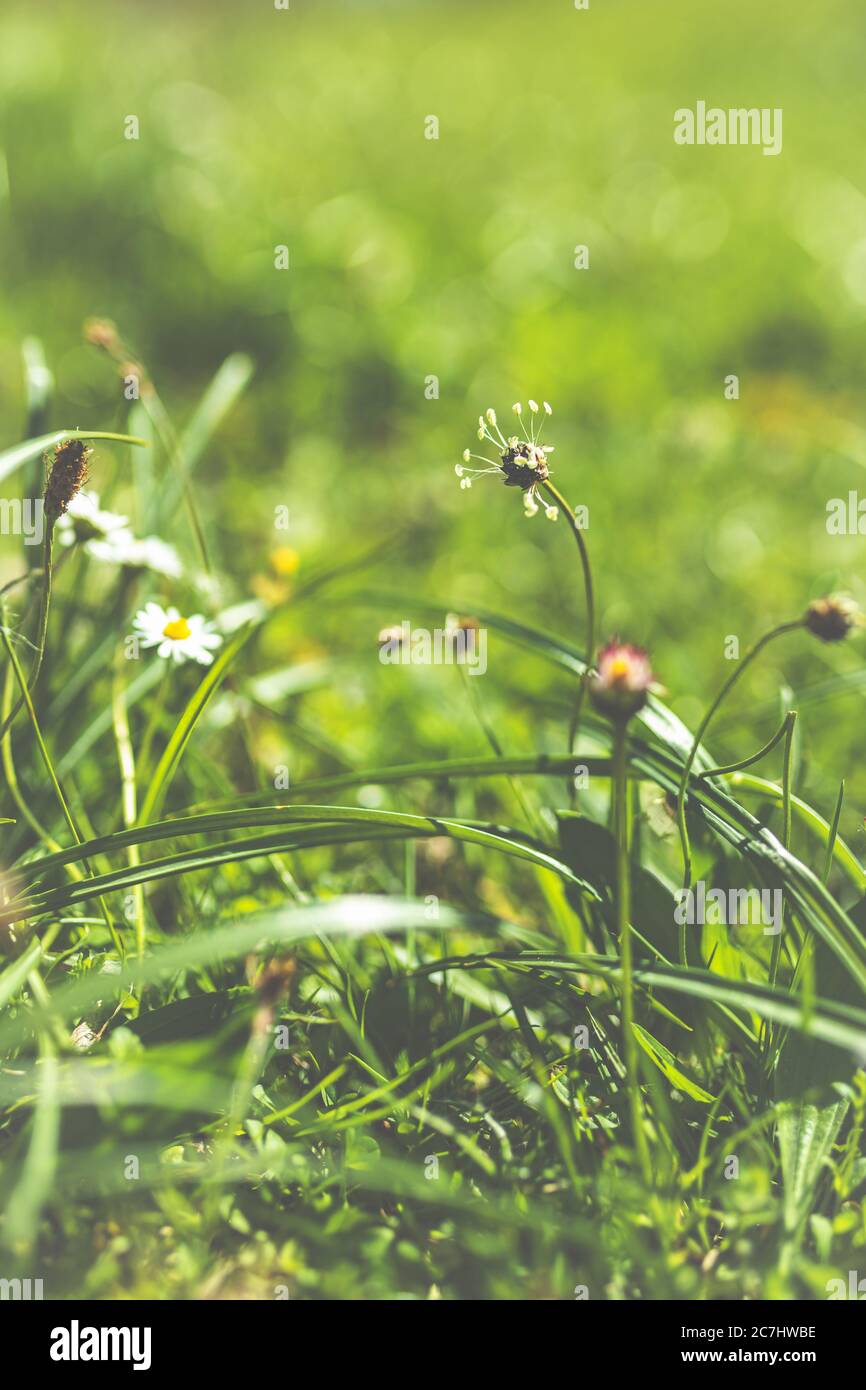 Flourishing plantain hi-res stock photography and images - Alamy
