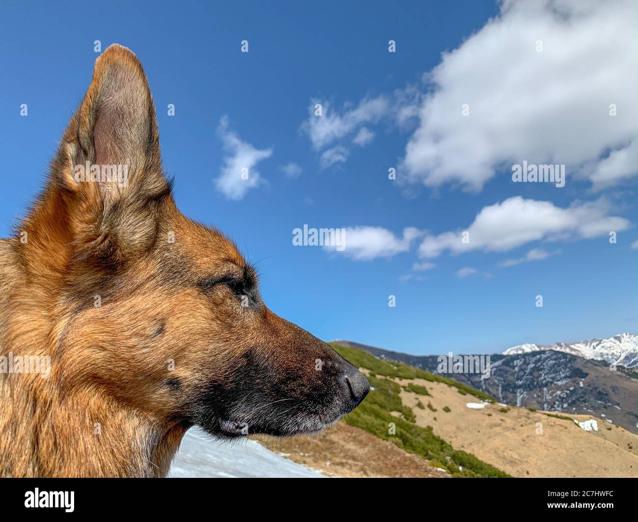 German Sheppard dog portrait Stock Photo - Alamy