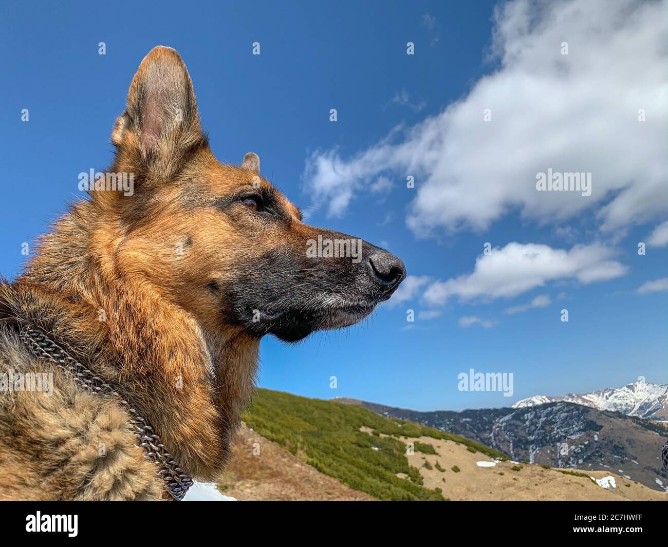 German Sheppard dog portrait Stock Photo - Alamy