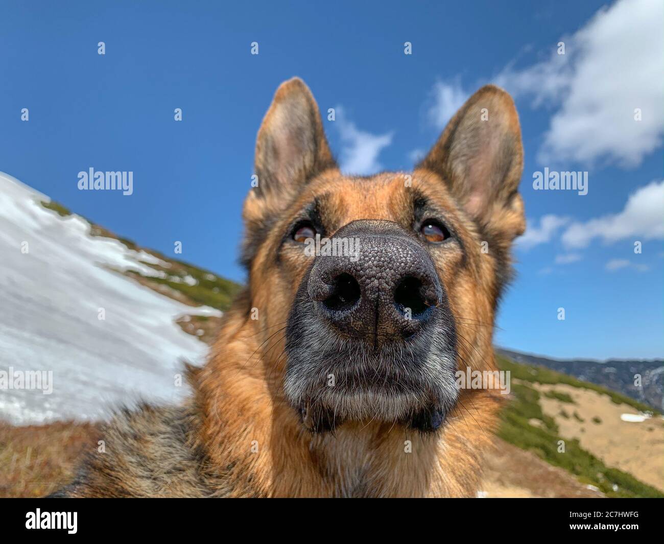 German Sheppard dog portrait Stock Photo - Alamy
