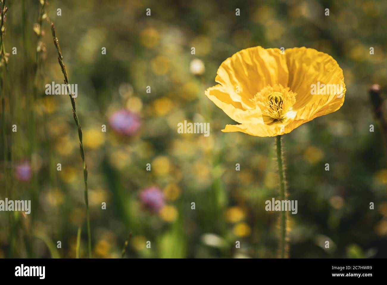 Blooms Poppy High Resolution Stock Photography and Images - Alamy