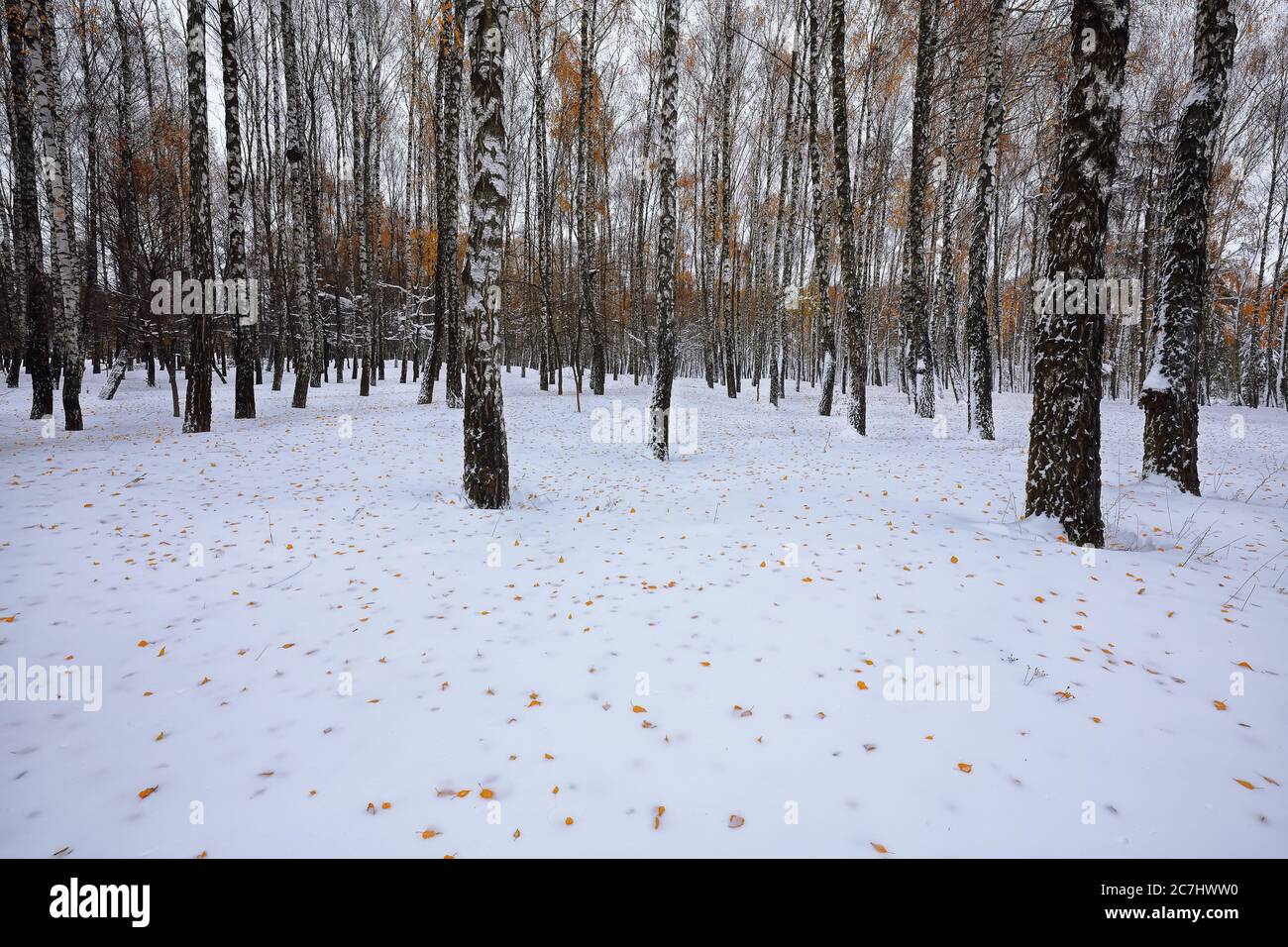 Fallen autumn leaves on snow in the forest. Lots of snow Stock Photo ...