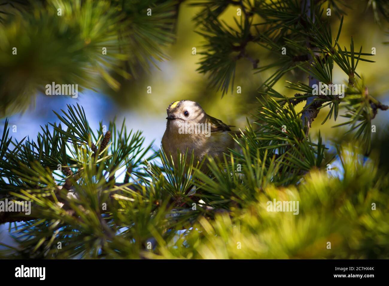Gold crest in habitat hi-res stock photography and images - Alamy