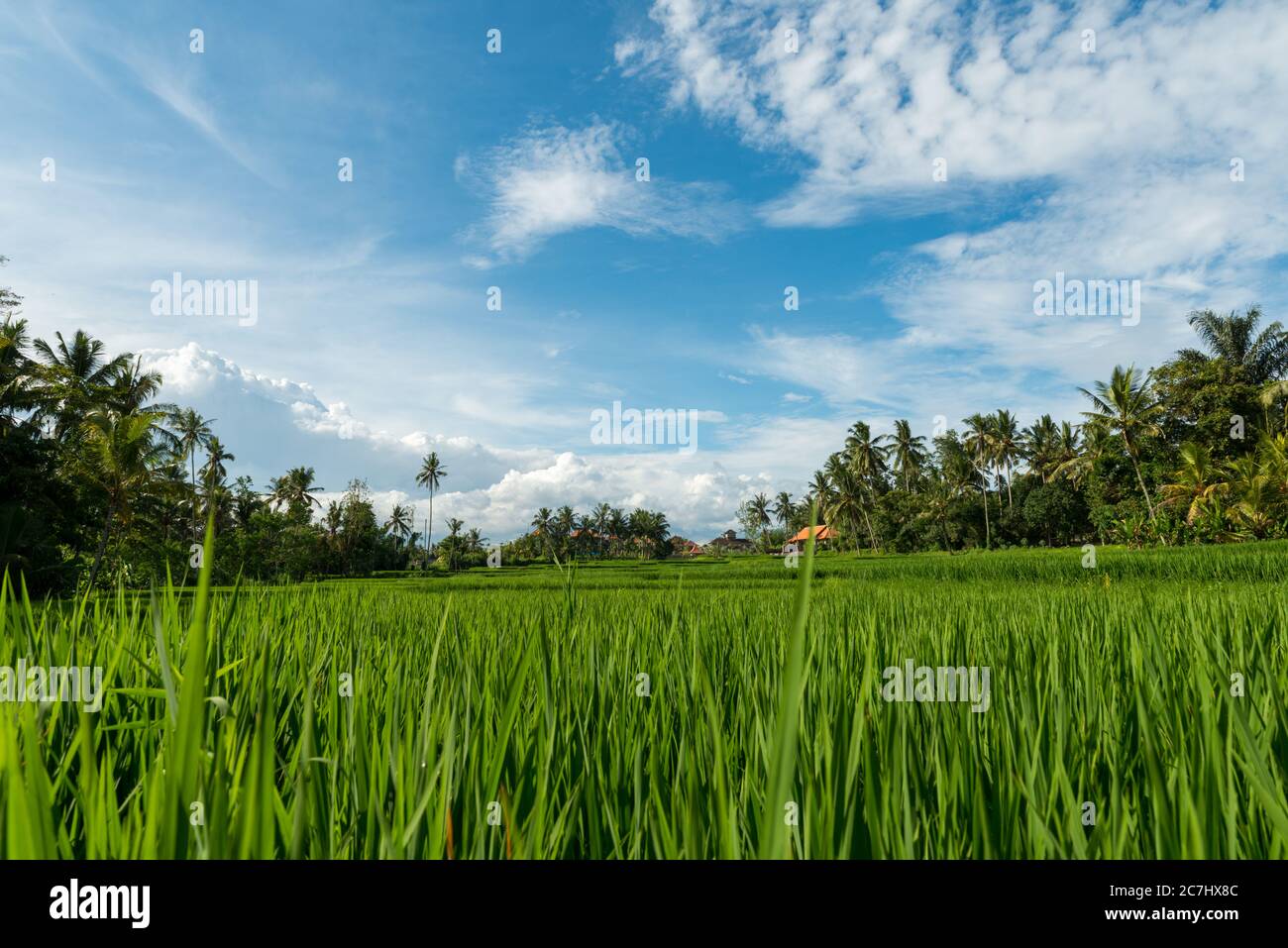 Rice fields in Ubud Stock Photo - Alamy