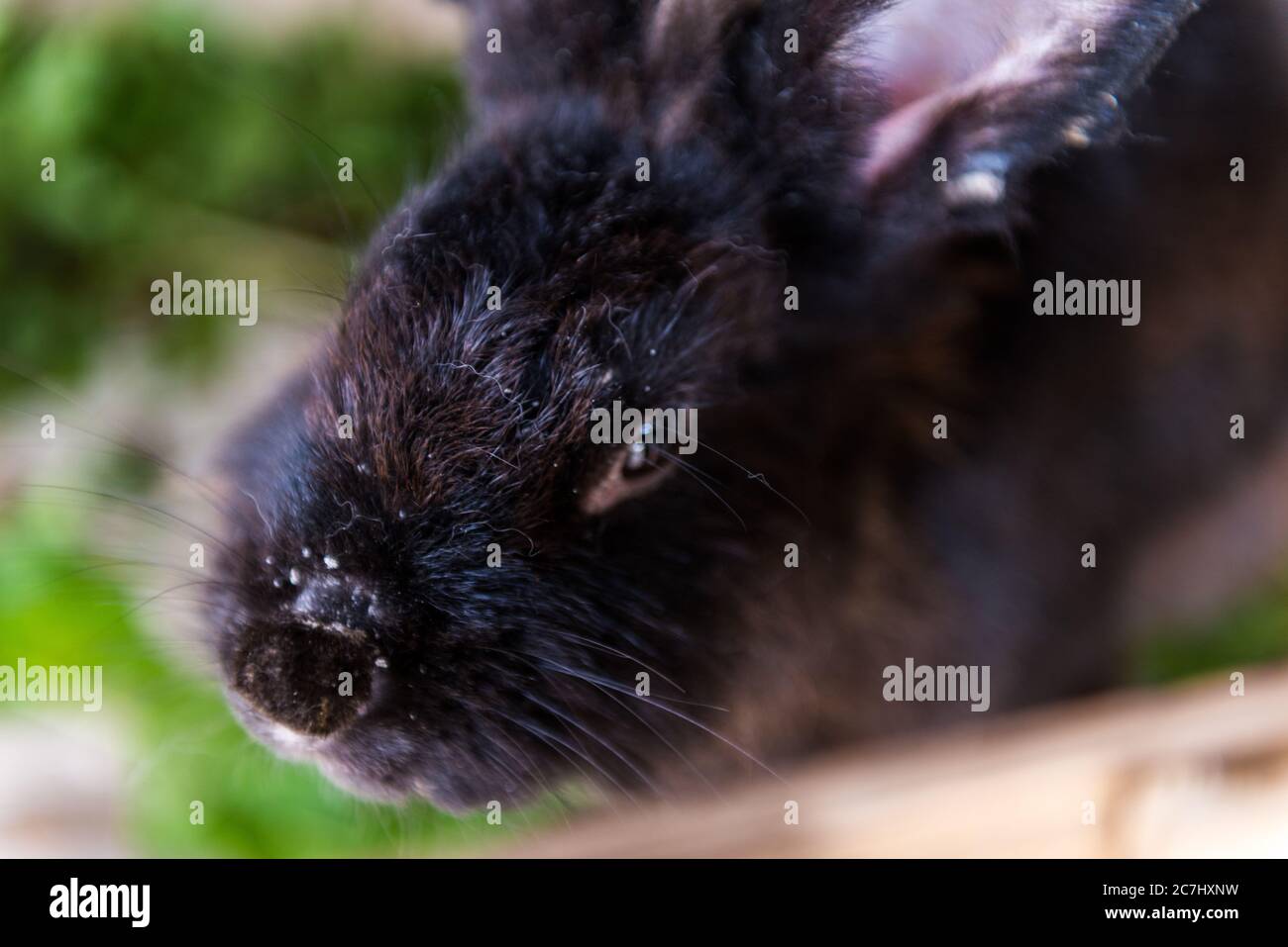 Cute black rabbit in cage Stock Photo - Alamy