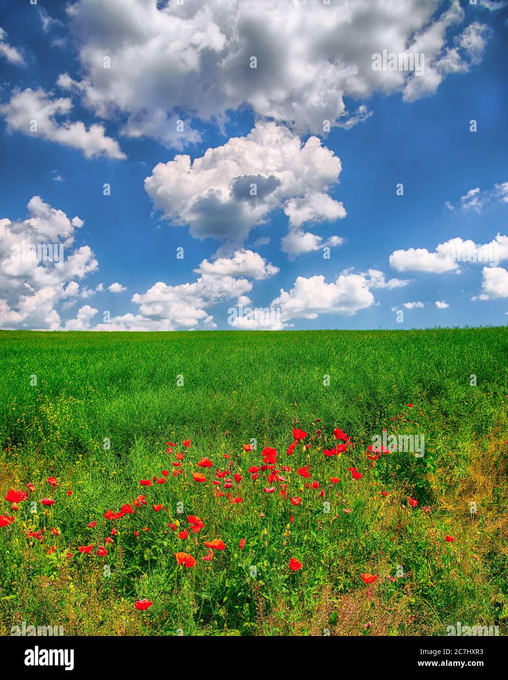 Poppies shoot hi-res stock photography and images - Alamy
