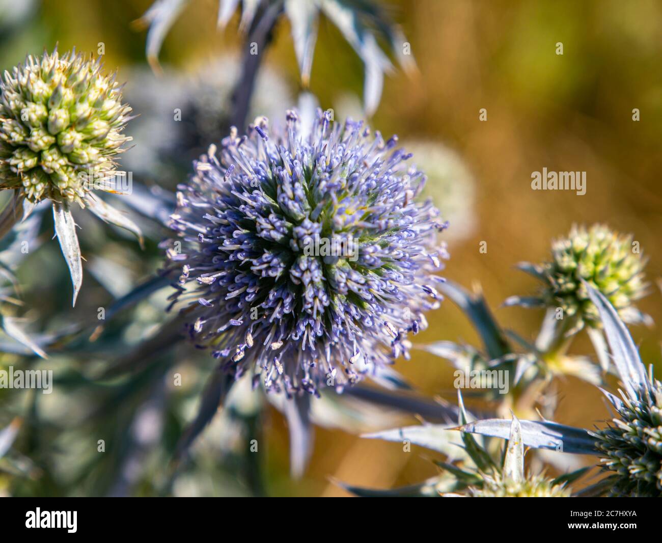 Macro photo of a blue thorny field plant Stock Photo - Alamy