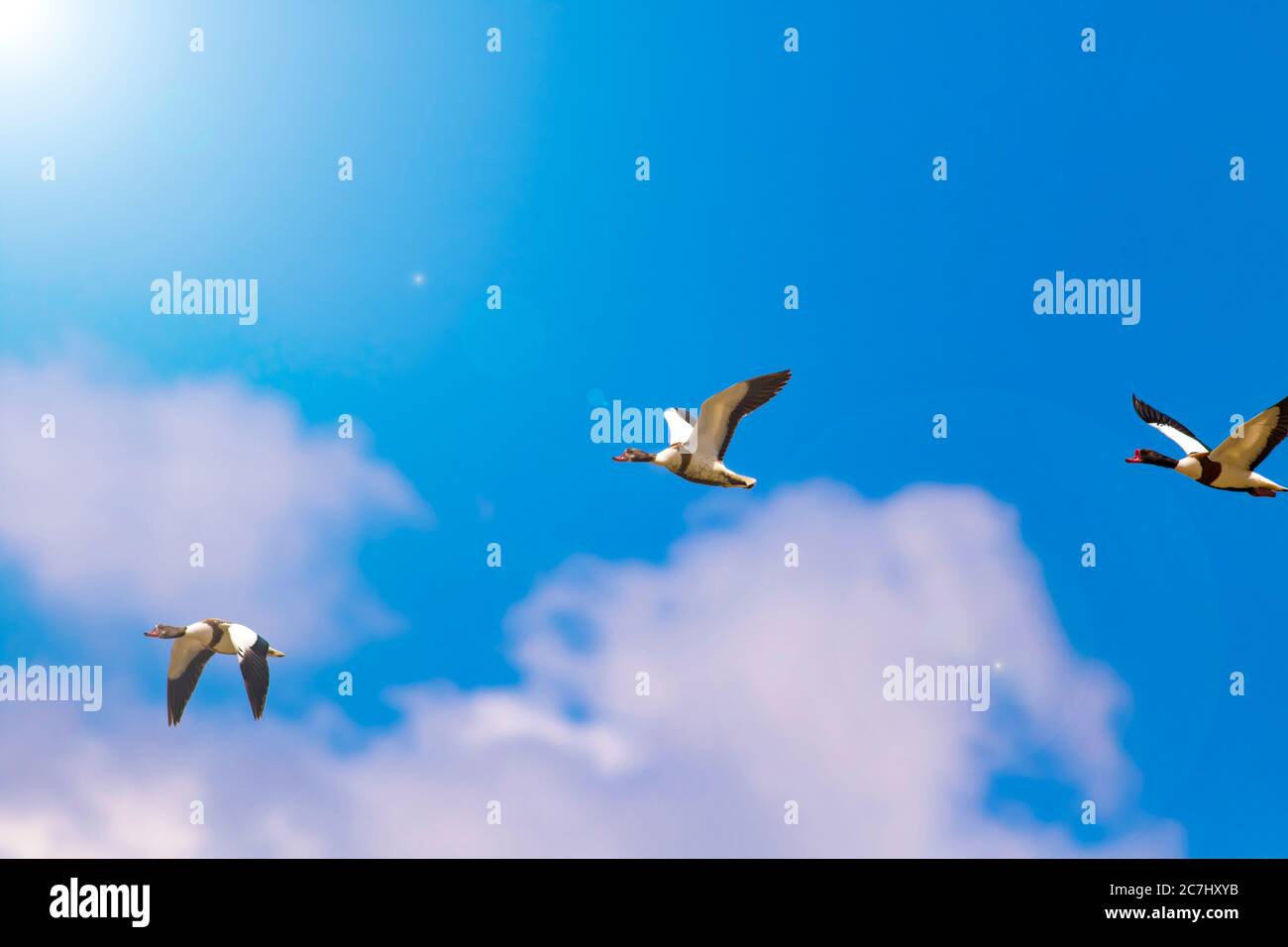 Flying bird. Blue sky background. Bird: Common Shelduck. Tadorna ...
