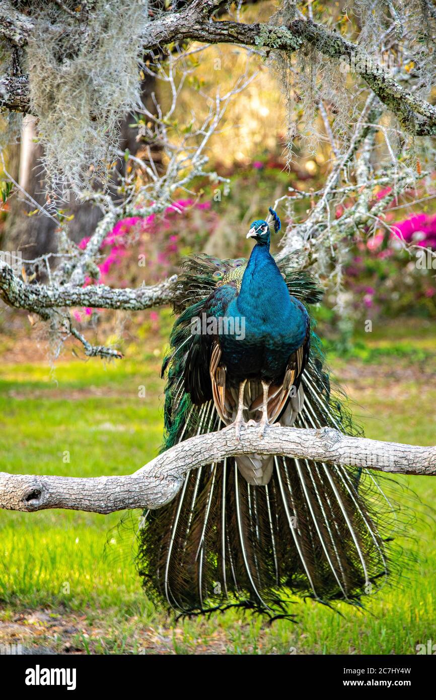 A male Indian peacock perches on a Live Oak tree limb in spring at ...