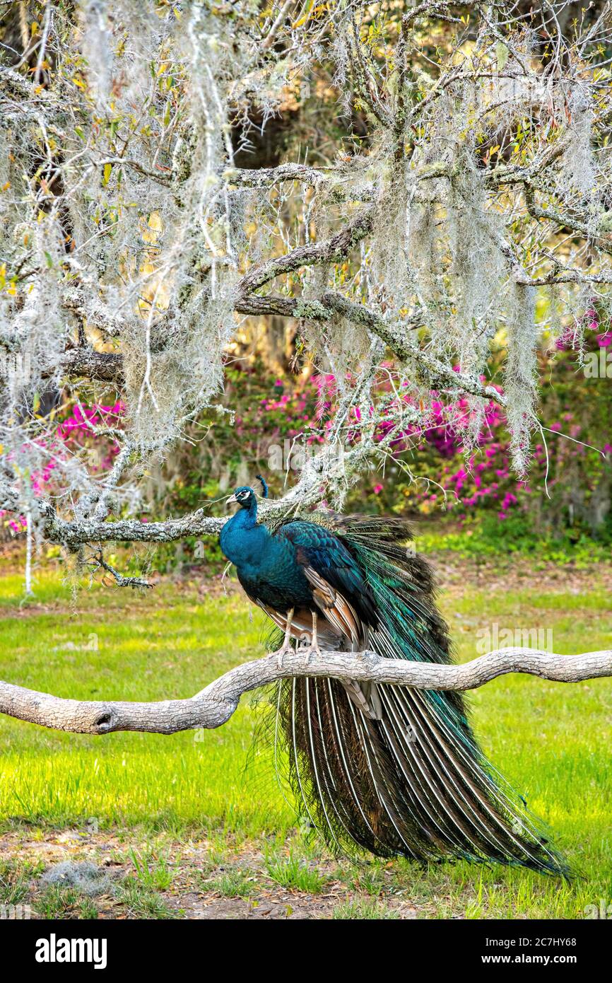 A male Indian peacock perches on a Live Oak tree limb in spring at ...