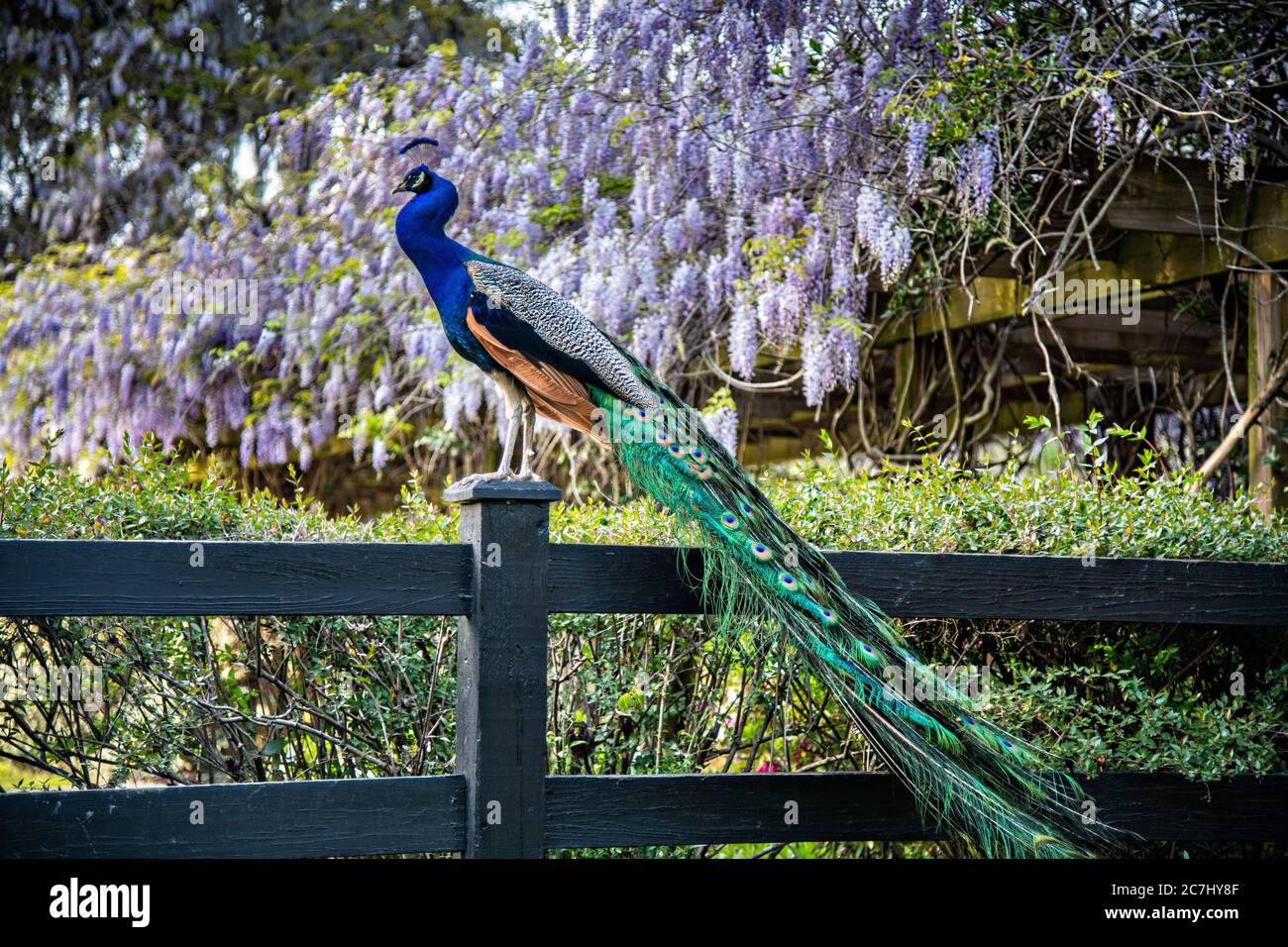 A male Indian peacock perches on a garden fence in spring at Magnolia ...